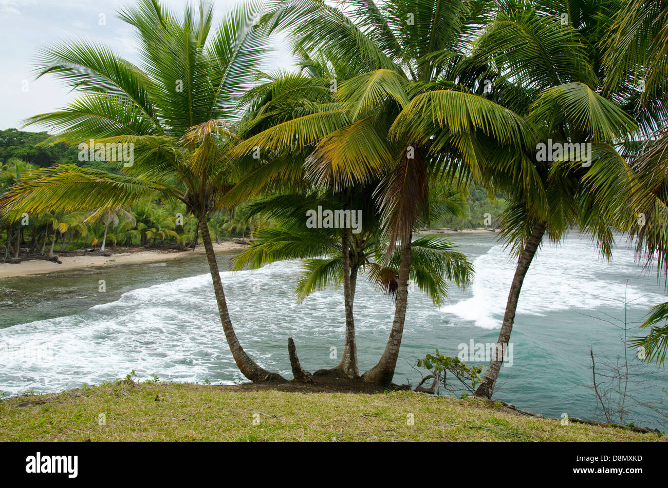 Coconut palm trees at the beach in Colon Island Stock Photo - Alamy