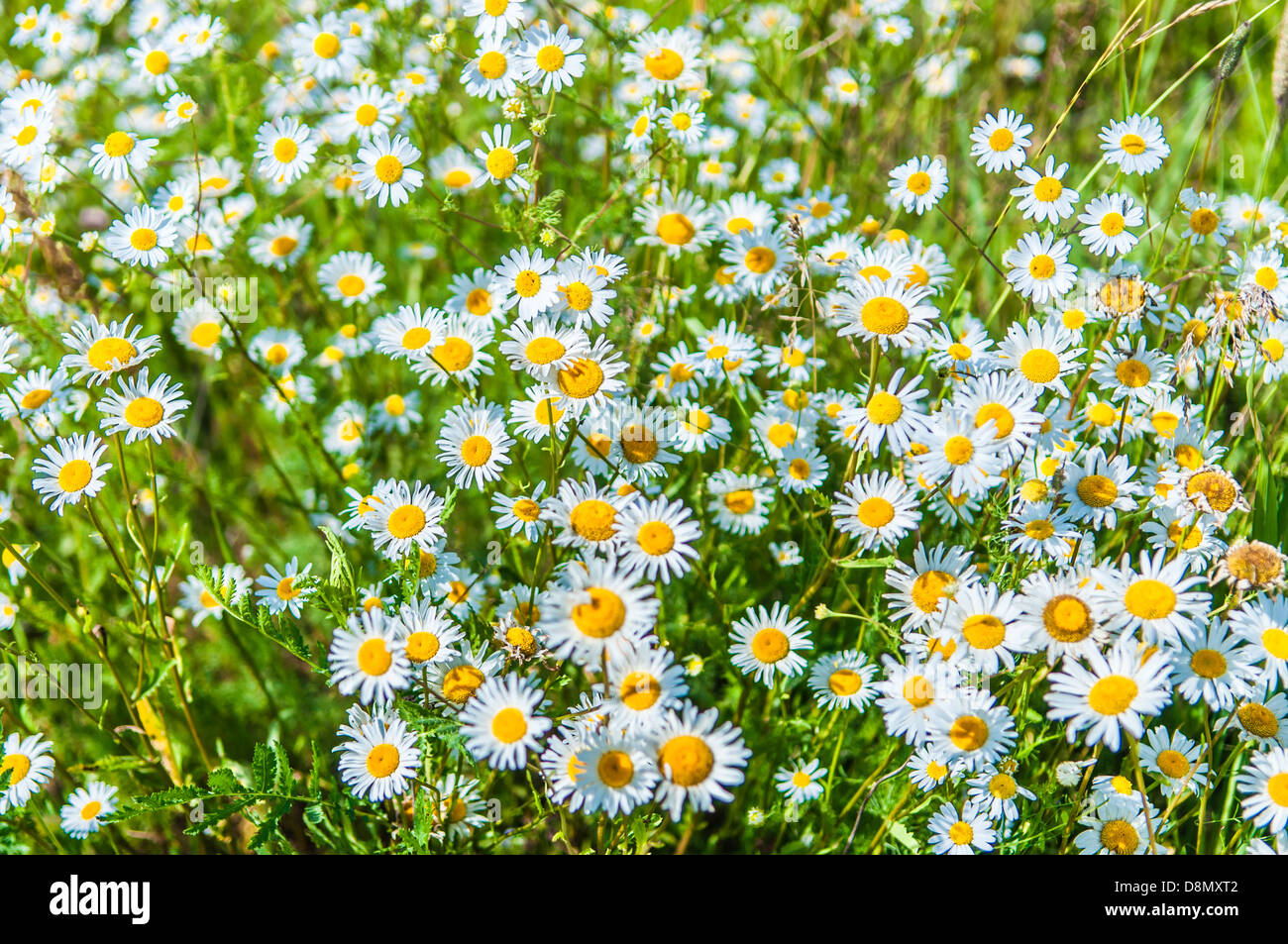 daisy on a meadow Stock Photo - Alamy