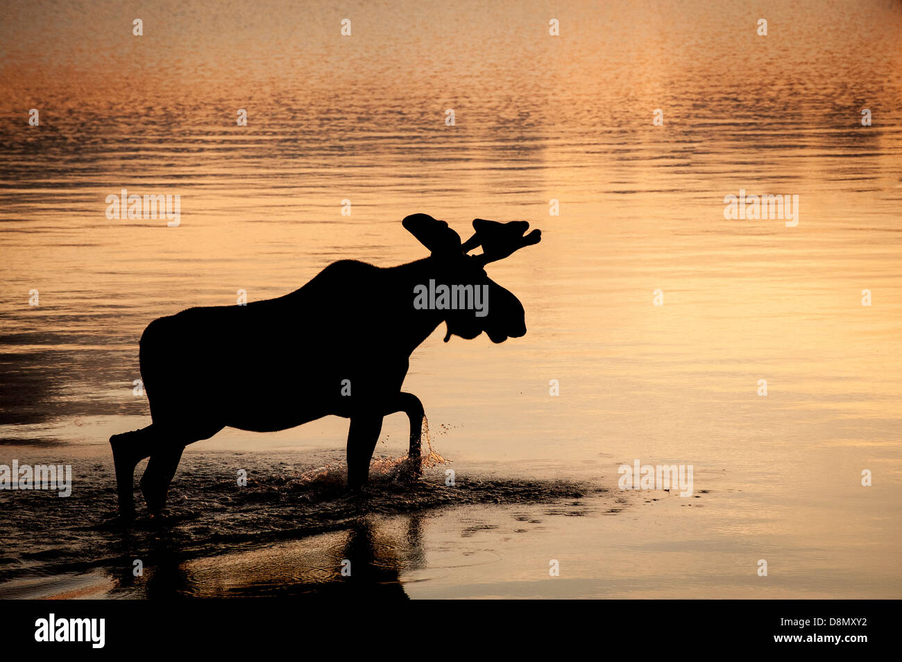 Moose silhouette hi-res stock photography and images - Alamy