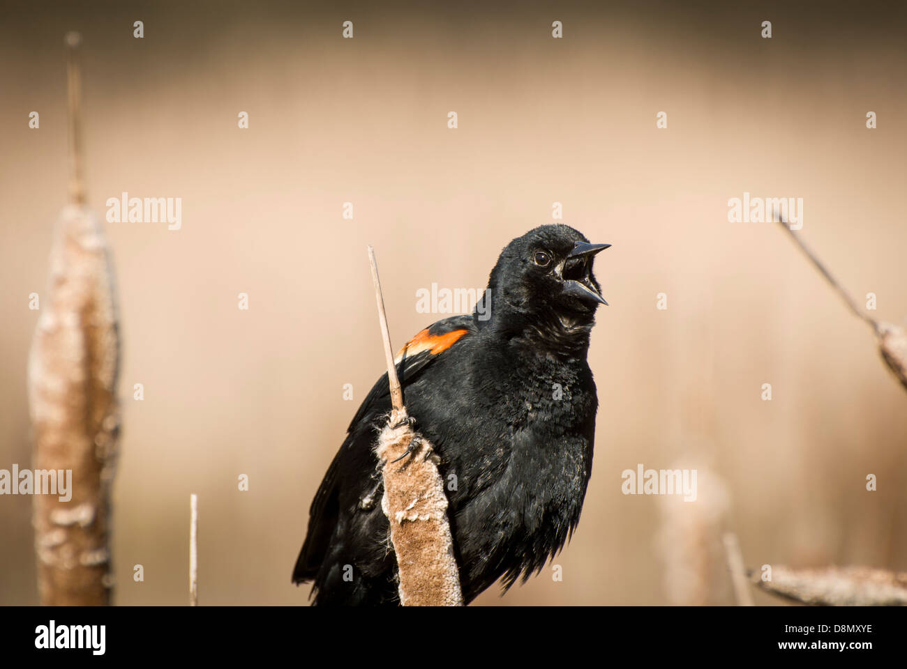 Bird on a Cattail Stock Photo - Alamy