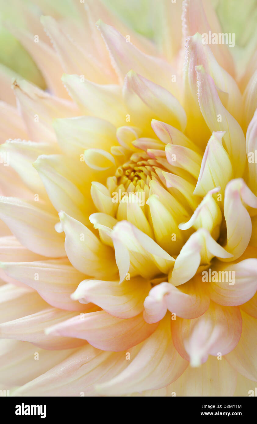 Dahlie mit Tautropfen Stock Photo - Alamy