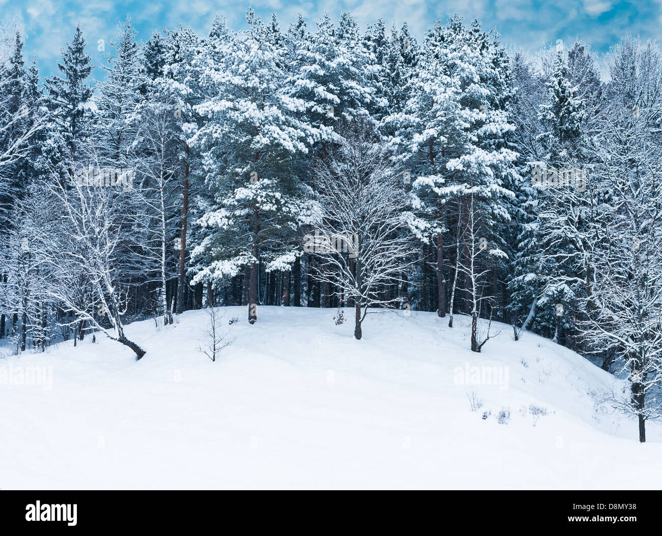 winter landscape forest Stock Photo - Alamy
