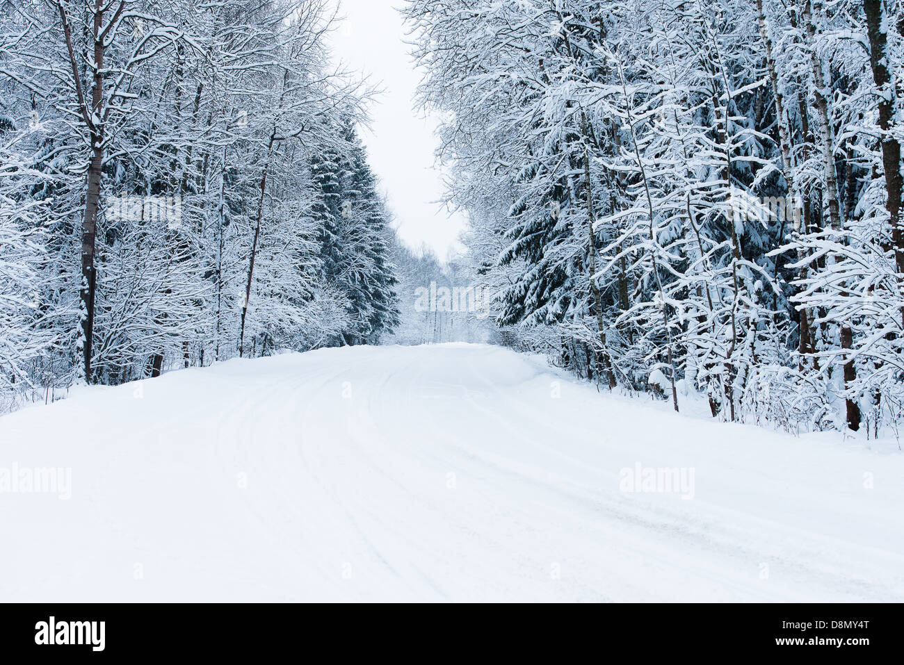 country road among snowy winter forest Stock Photo - Alamy