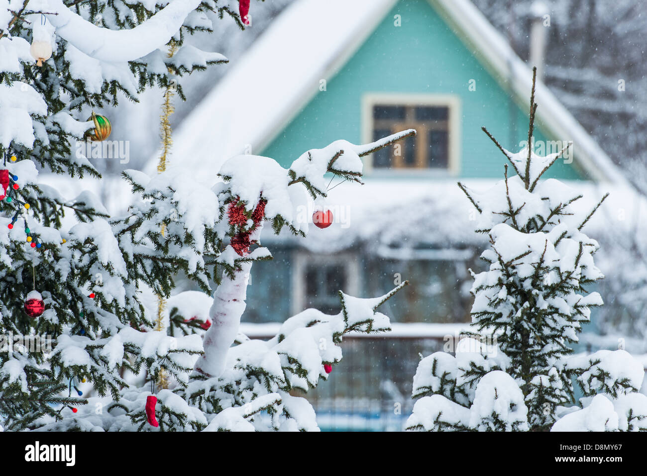 fir against home Stock Photo - Alamy