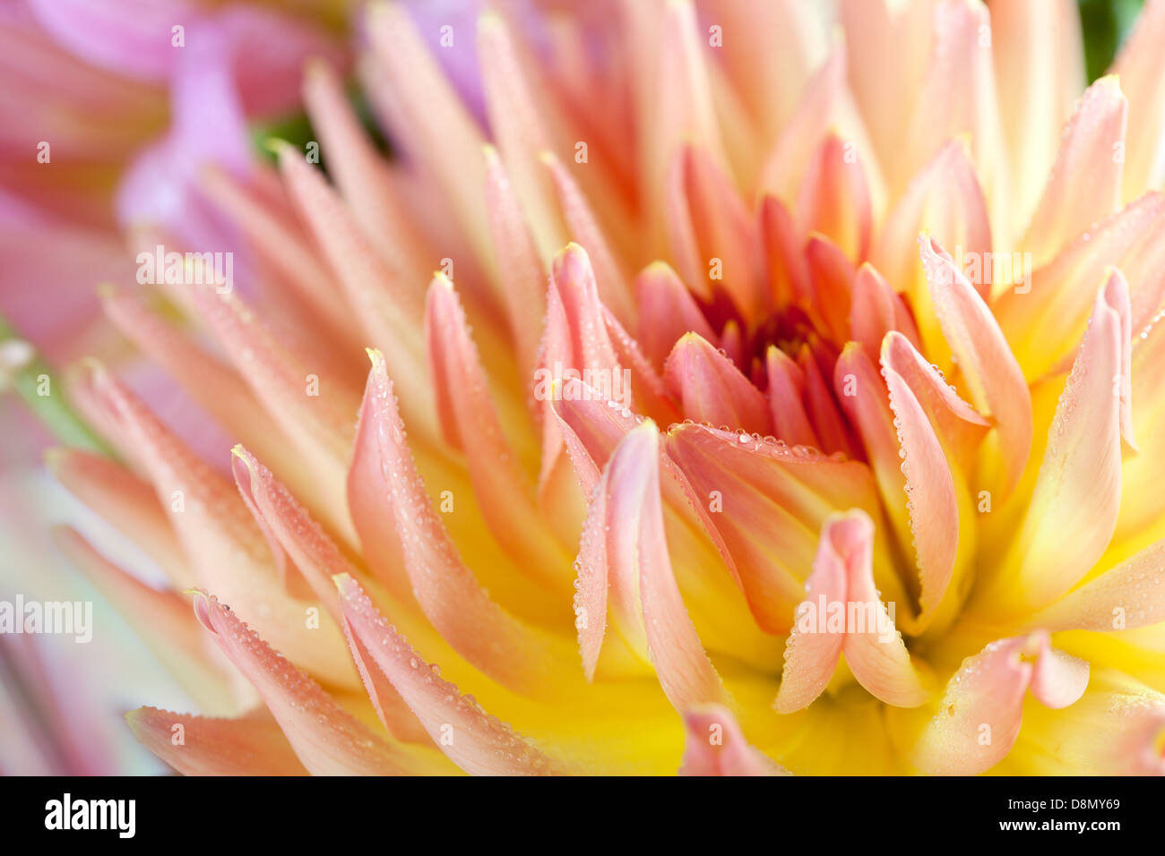 Dahlia flower with dew drops Stock Photo - Alamy