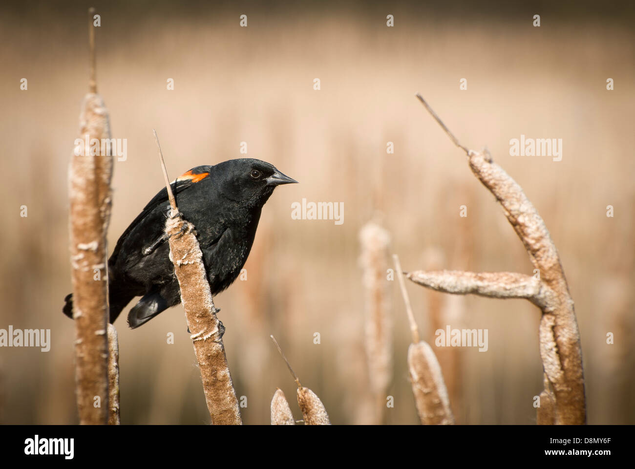 Bird on a Cattail Stock Photo - Alamy