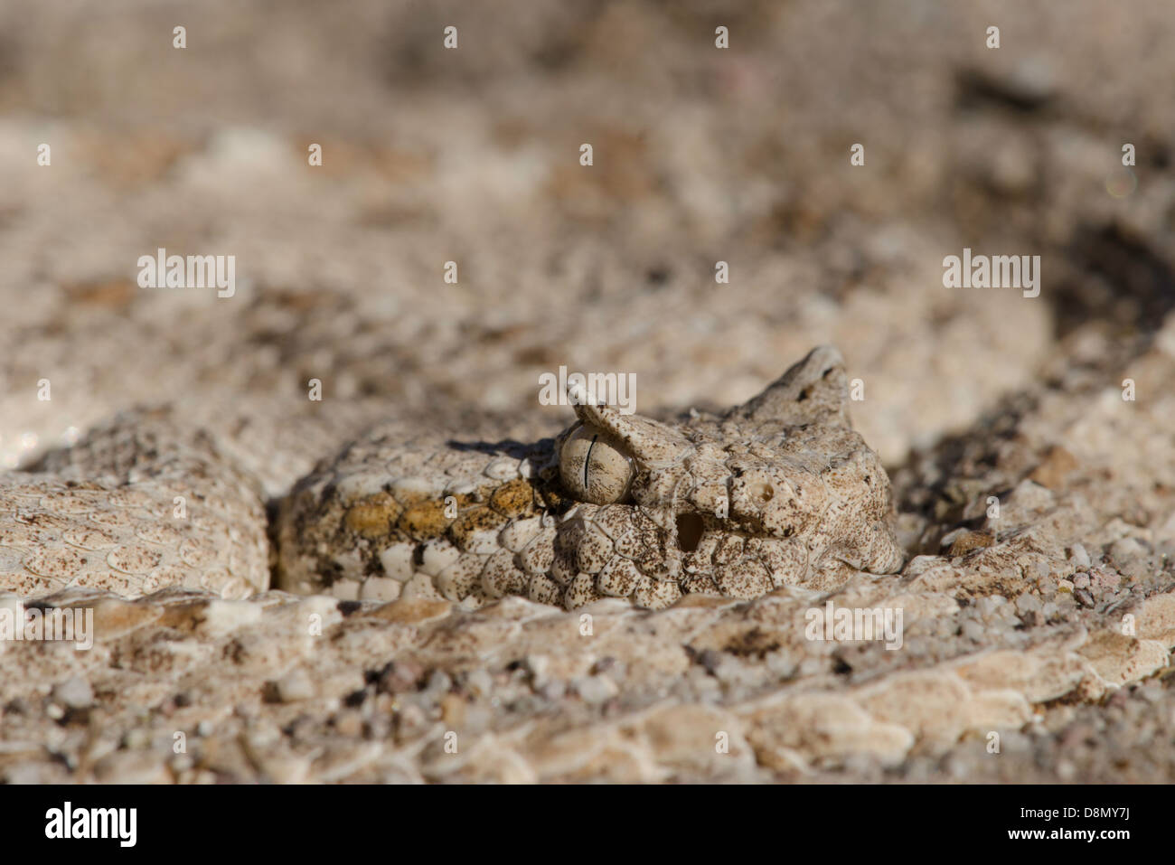 Sidewinder hi-res stock photography and images - Alamy