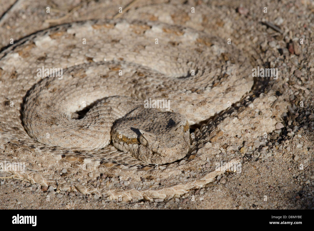 Sidewinder hi-res stock photography and images - Alamy