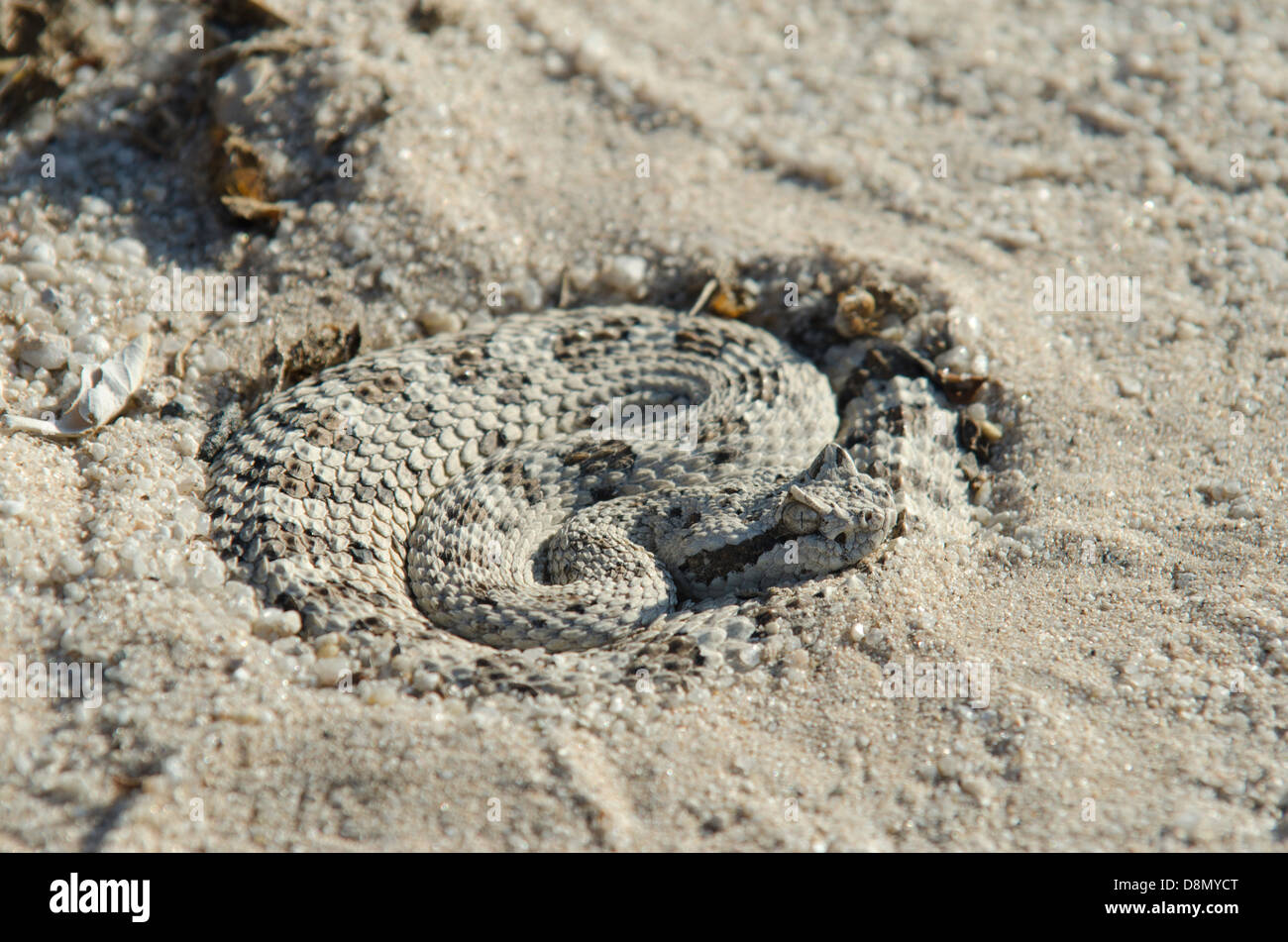 Sidewinder rattlesnake half buried in the desert sand Stock Photo - Alamy