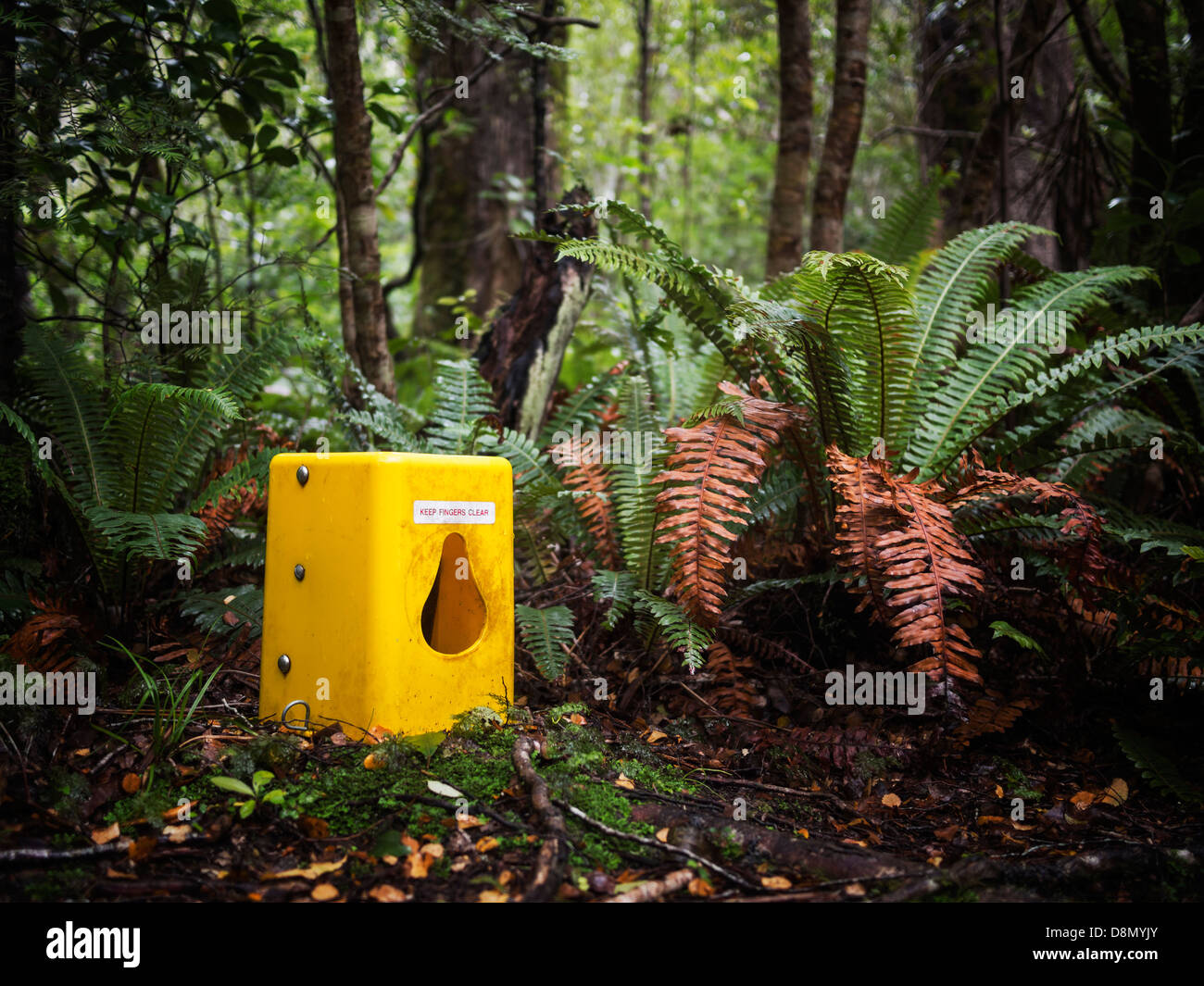 New zealand possum hi-res stock photography and images - Alamy