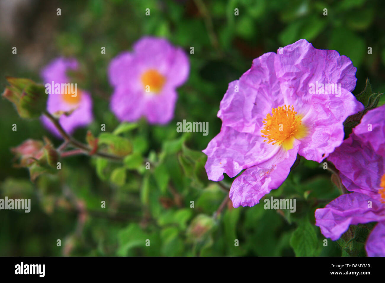 Rosa blume rock rose hi-res stock photography and images - Alamy