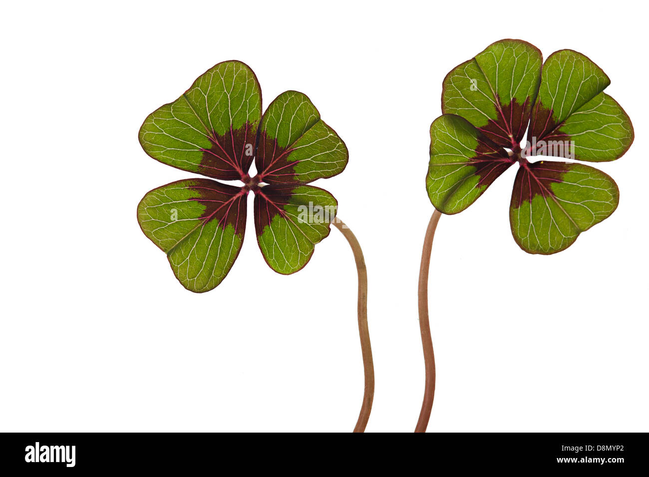 Clover hi-res stock photography and images - Alamy