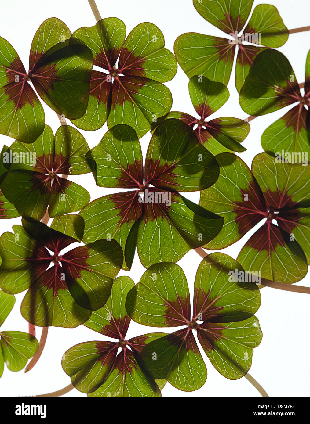 Green four leaved clover on white Stock Photo - Alamy