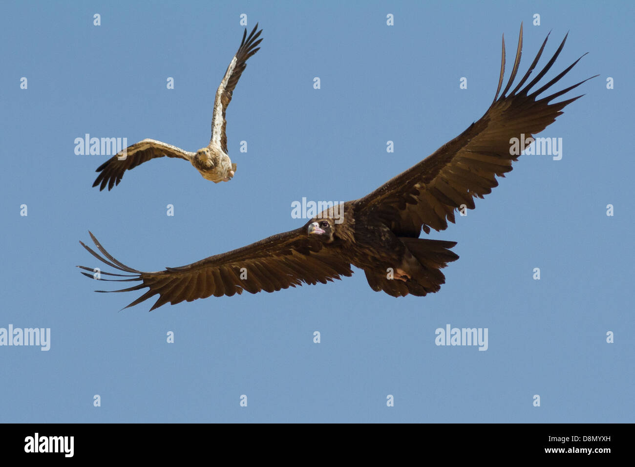 Egyptian mob hi-res stock photography and images - Alamy