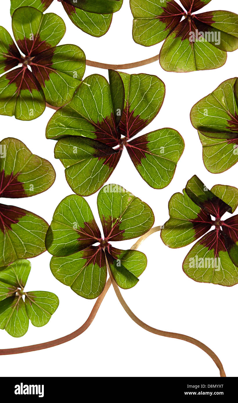 Four leaf clover leaf Cut Out Stock Images & Pictures - Alamy