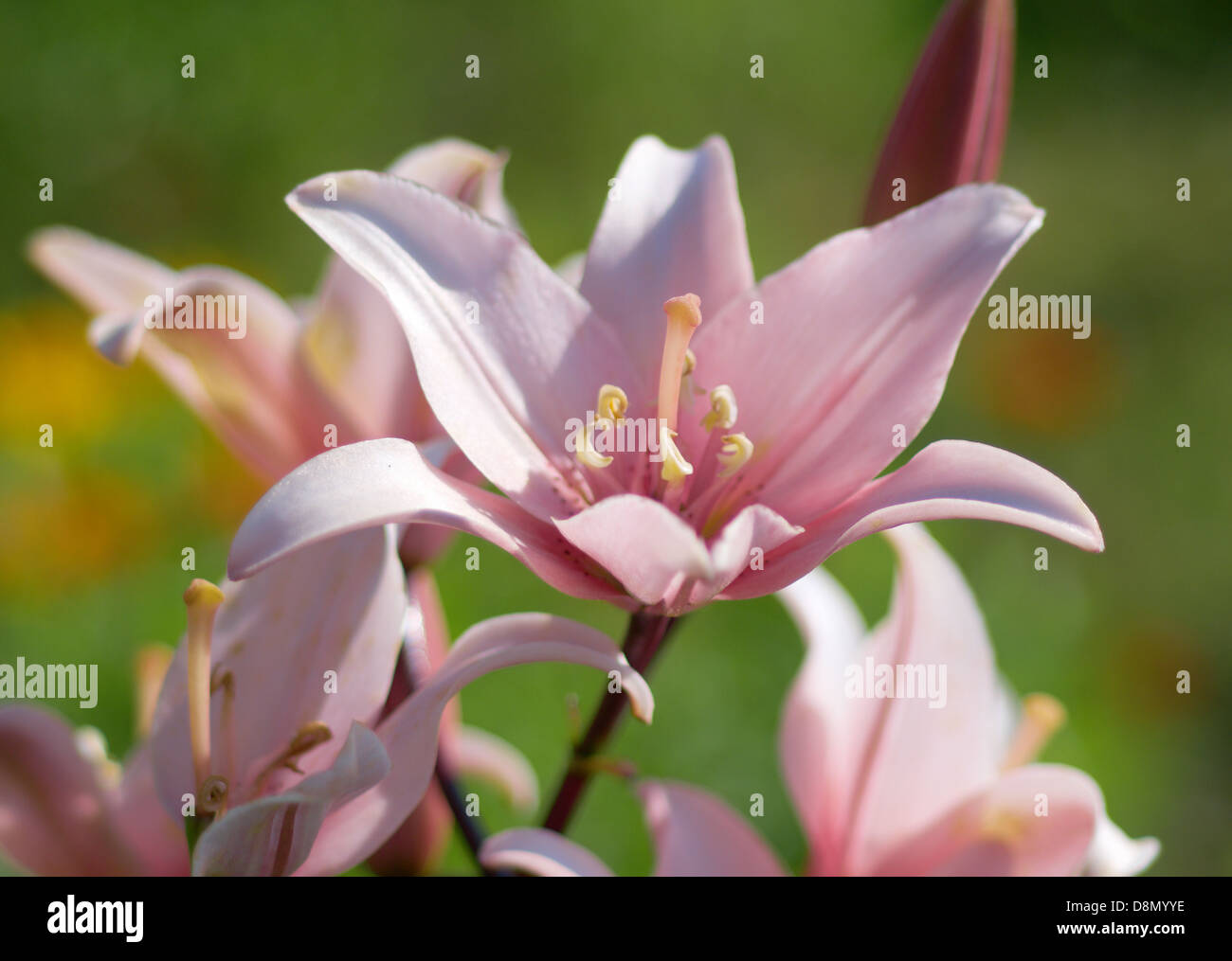 Pink lily in garden Stock Photo - Alamy