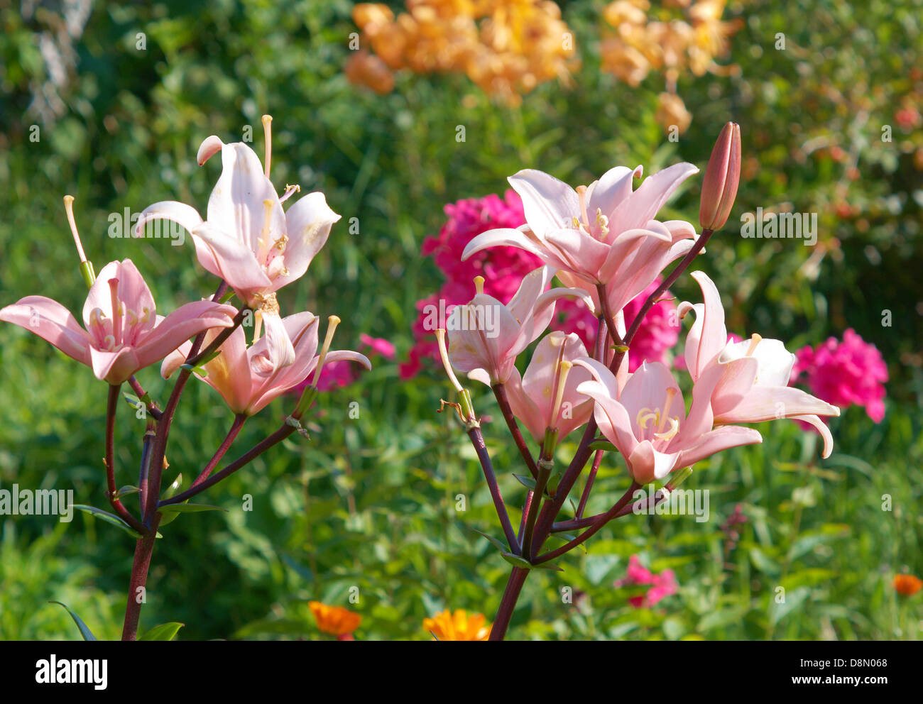 Pink lily in garden Stock Photo - Alamy