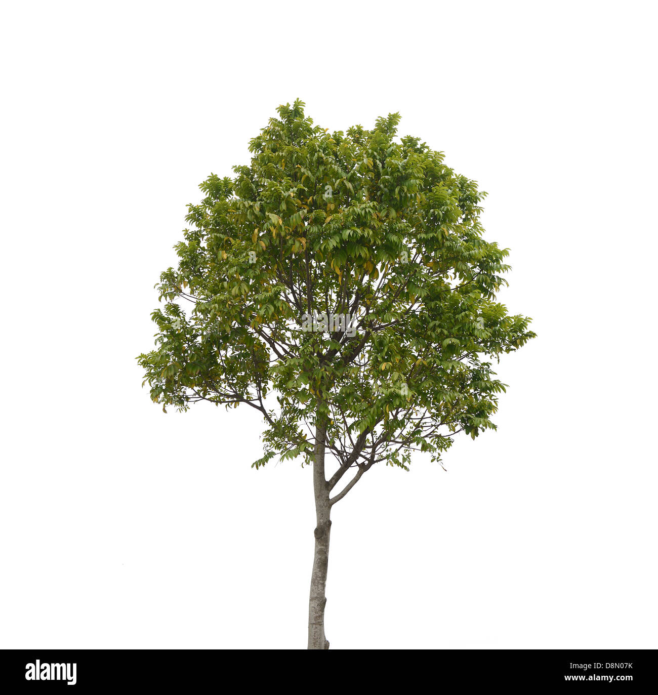 Green trees isolated on white Stock Photo - Alamy