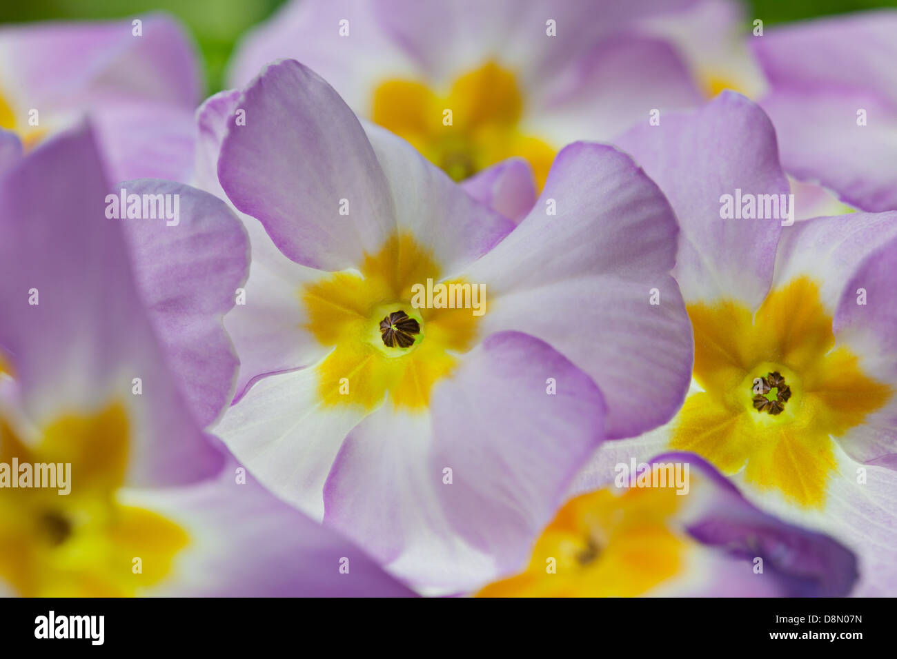 Violet Primula Flowers Stock Photo - Alamy