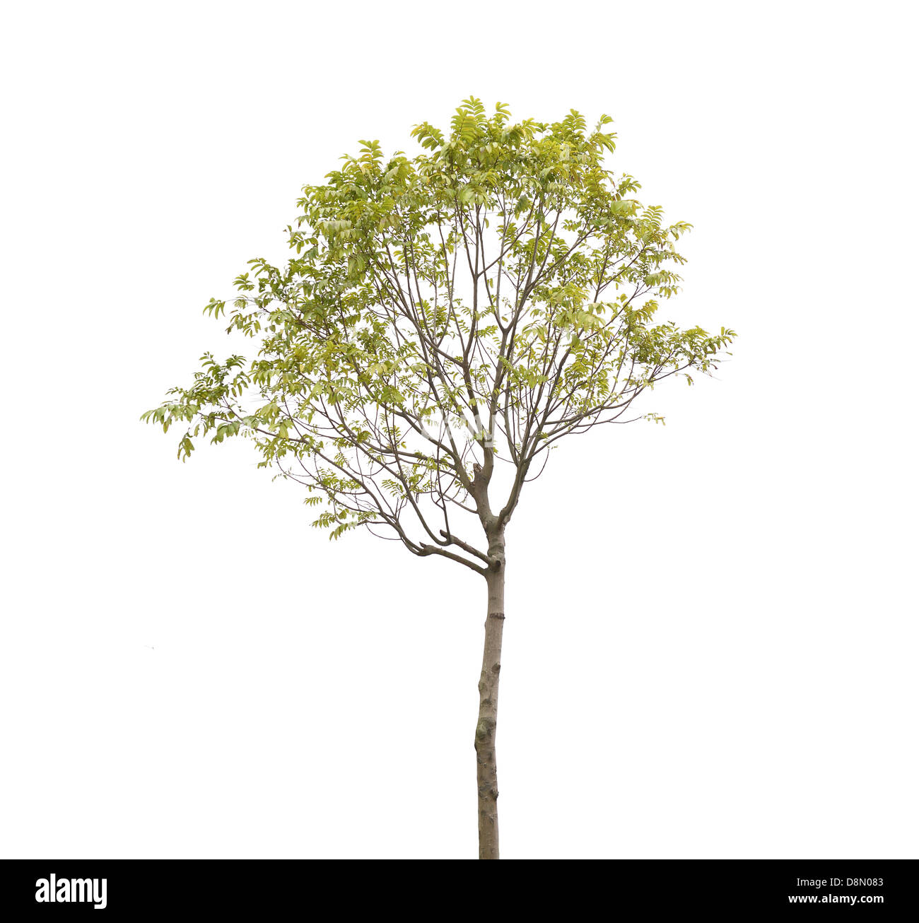 Green trees isolated on white Stock Photo - Alamy