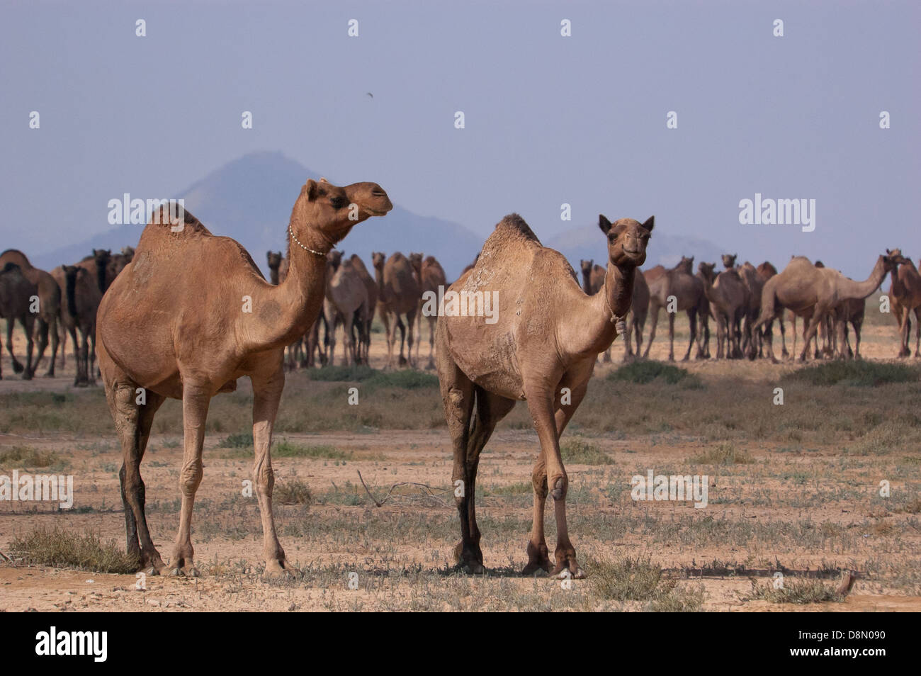 Gujarat camels hi-res stock photography and images - Alamy