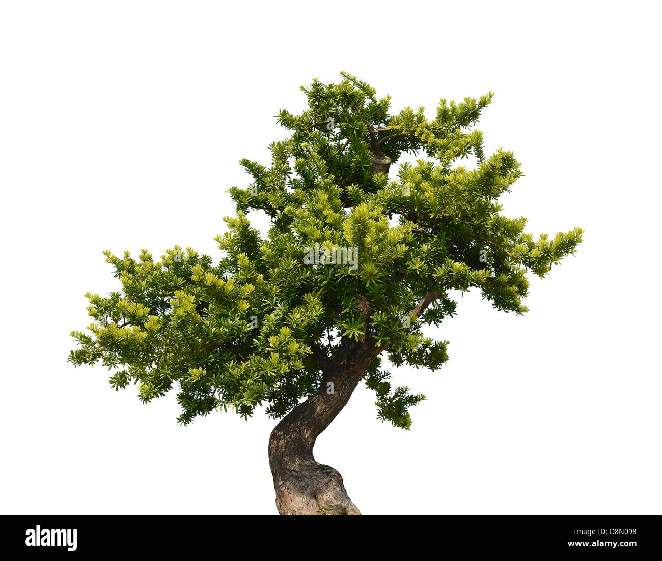 Green trees isolated on white Stock Photo - Alamy