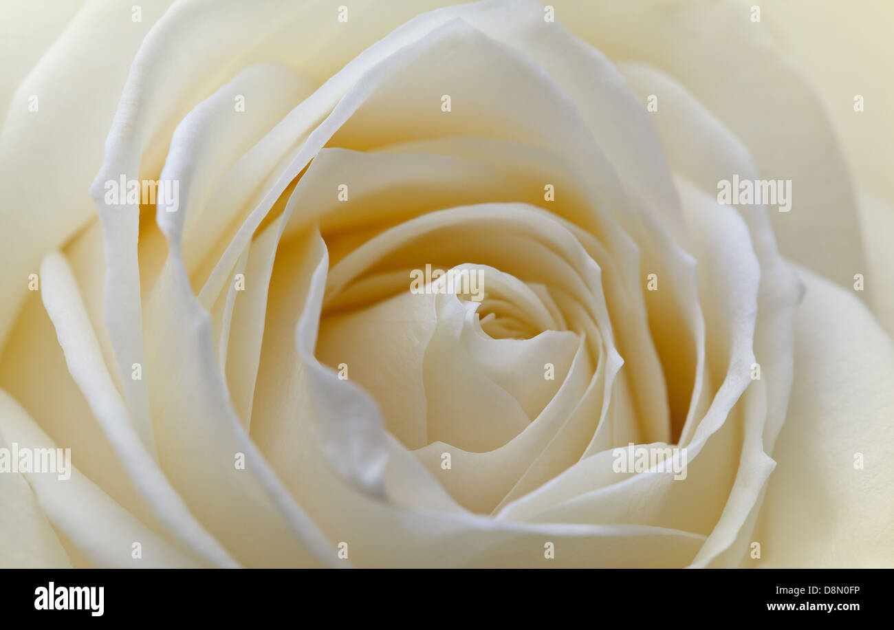 Pastel Colored Rose Stock Photo - Alamy