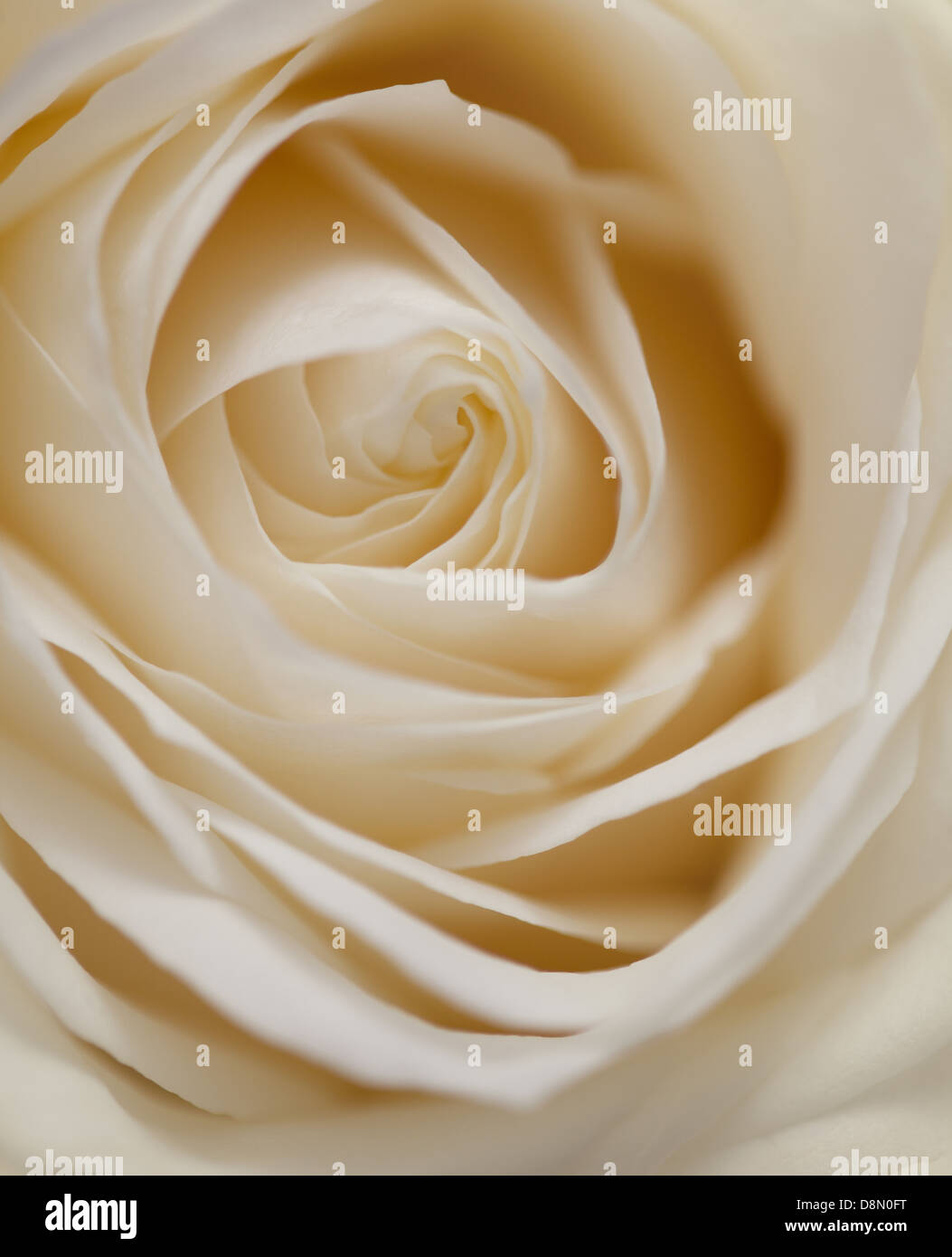 Pastel Colored Rose Stock Photo - Alamy