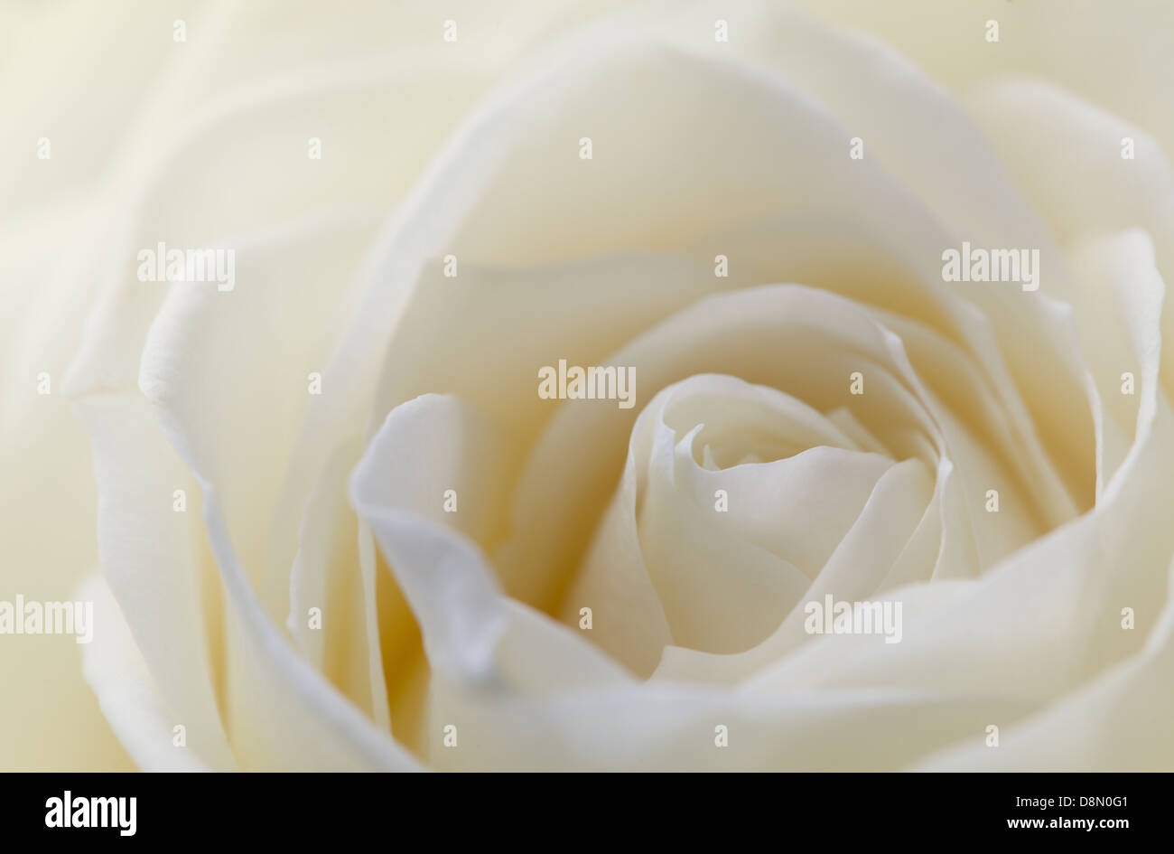 Pastel Colored Rose Stock Photo - Alamy