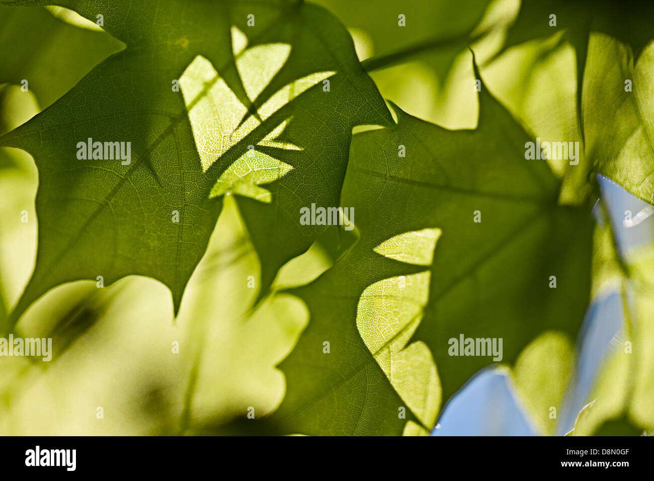 Licht maple hi-res stock photography and images - Alamy