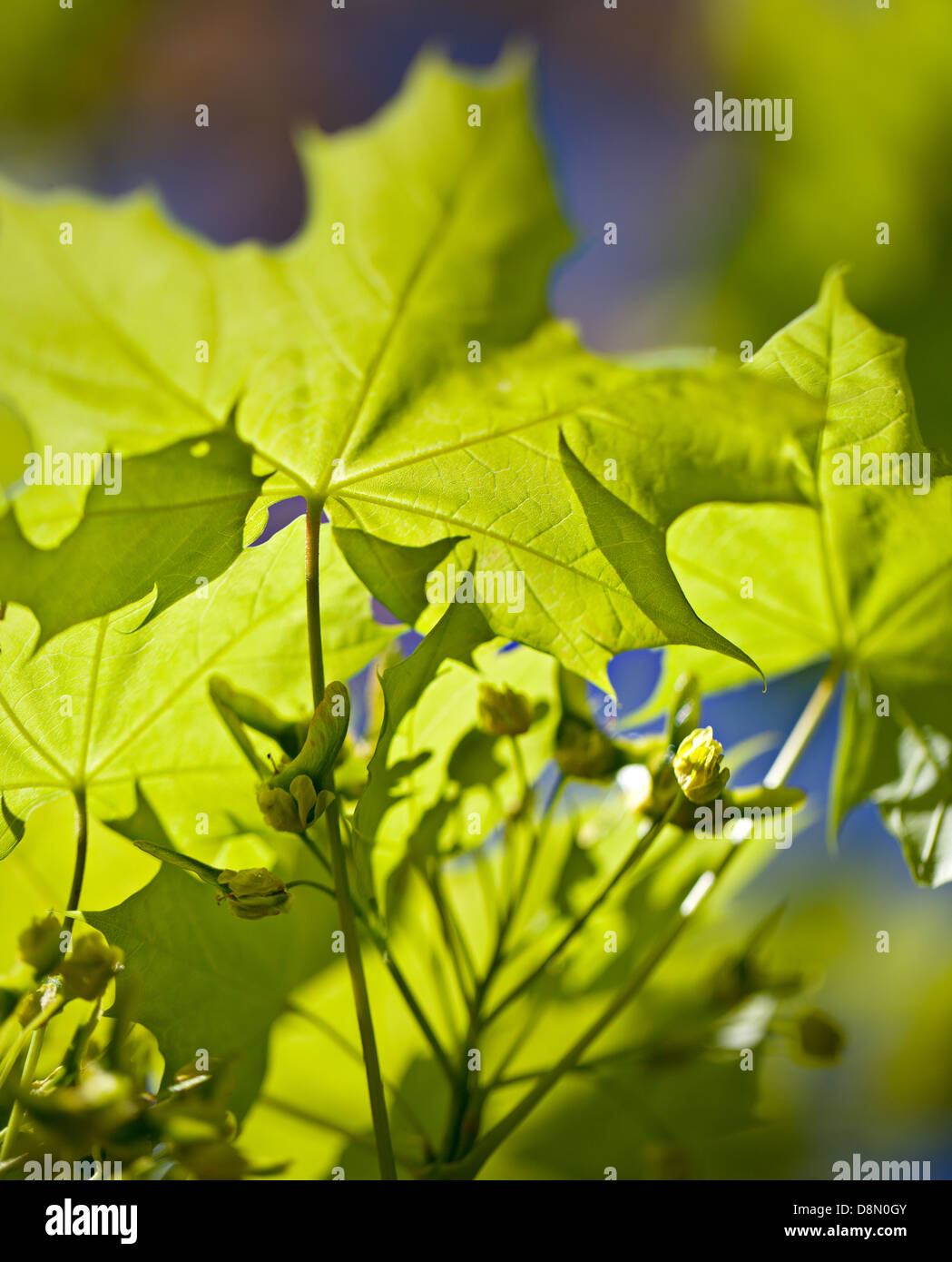 Licht maple hi-res stock photography and images - Alamy