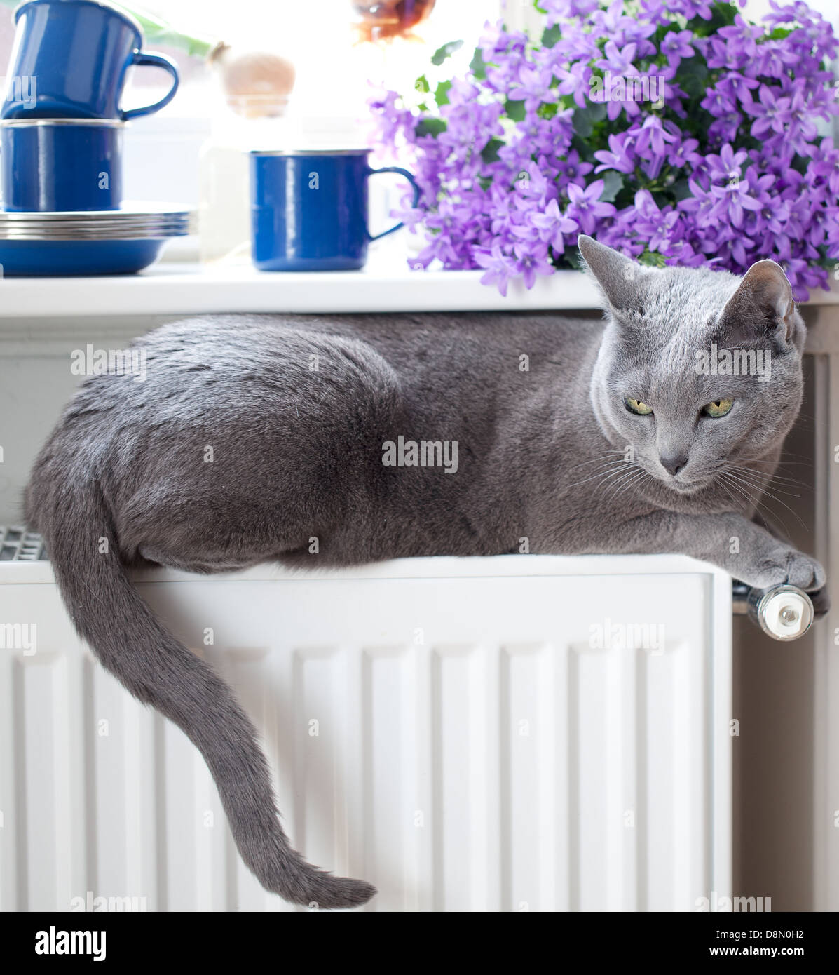 Cat on Radiator Stock Photo - Alamy