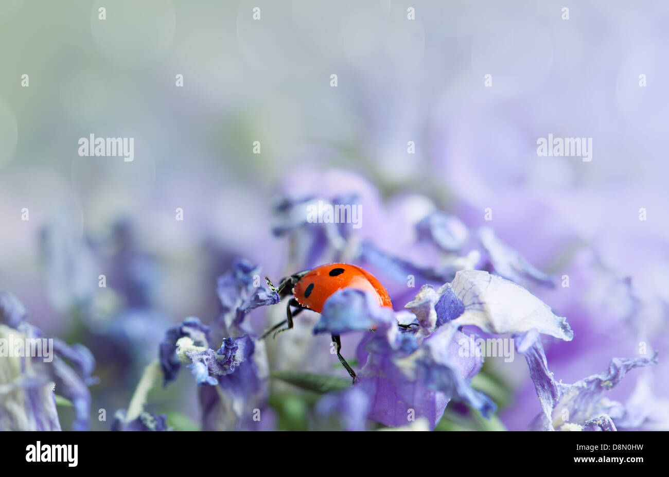 Ladybug and violet Bellflowers Stock Photo - Alamy