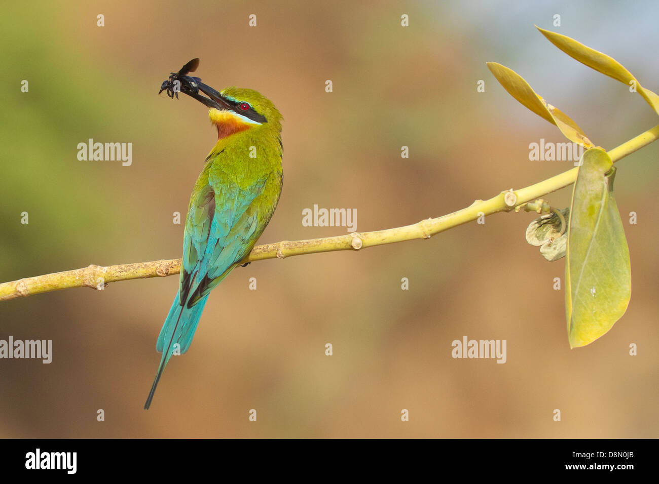 Blue tailed bee eater prey hi-res stock photography and images - Alamy