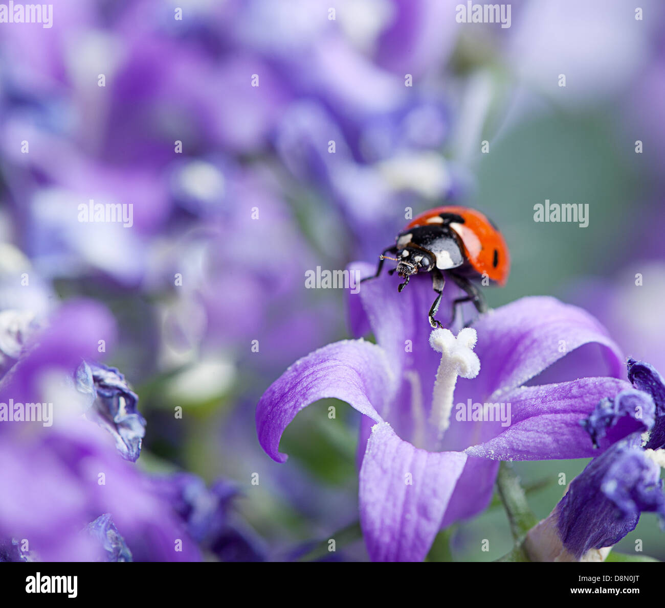 Ladybug and violet Bellflowers Stock Photo - Alamy