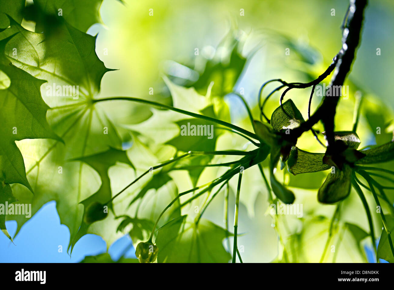 Licht maple hi-res stock photography and images - Alamy