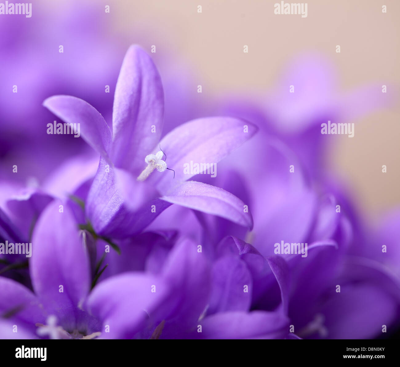 Campanula nahaufnahme hi-res stock photography and images - Alamy