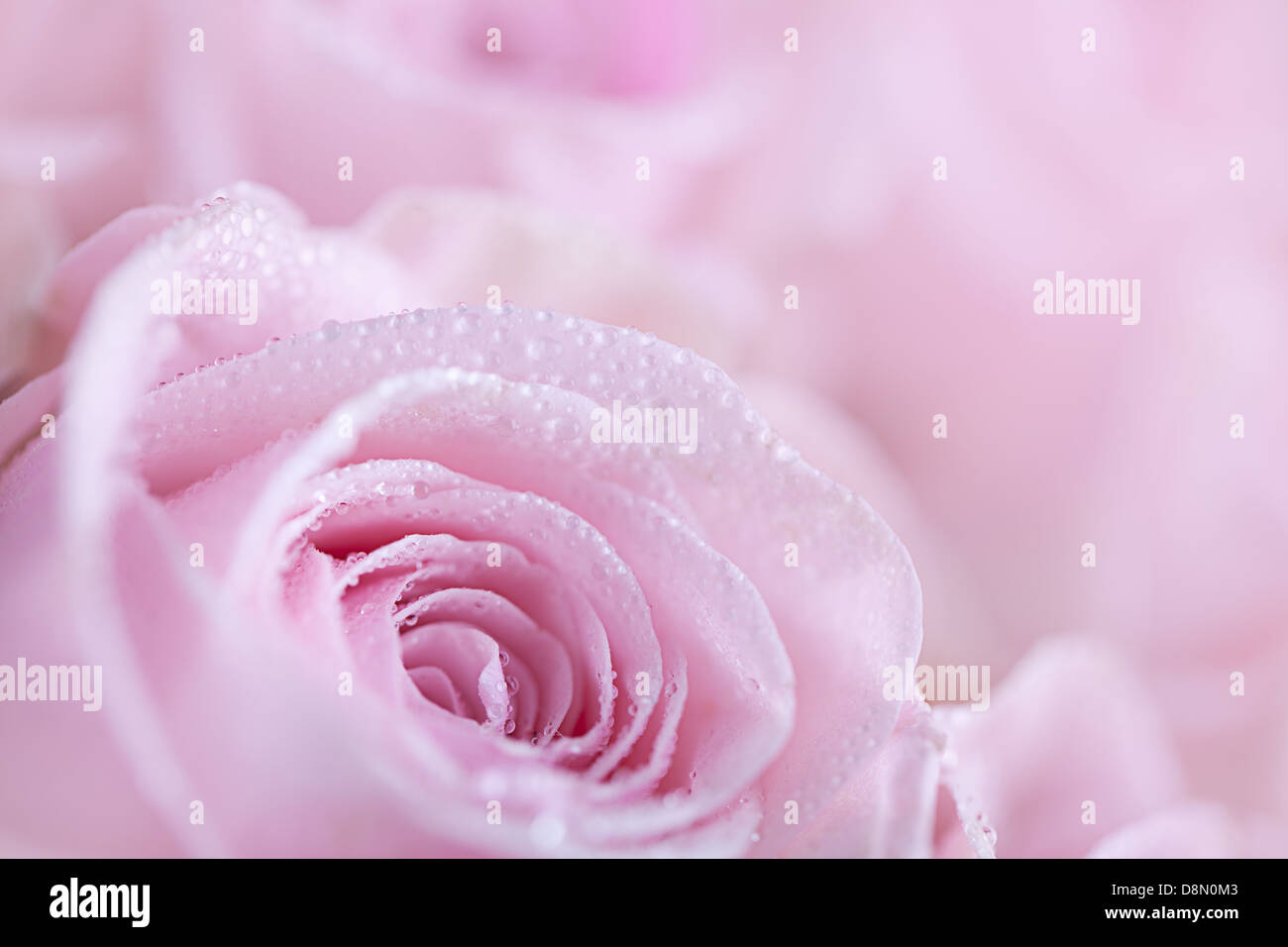 Pink Roses with Dew Stock Photo - Alamy