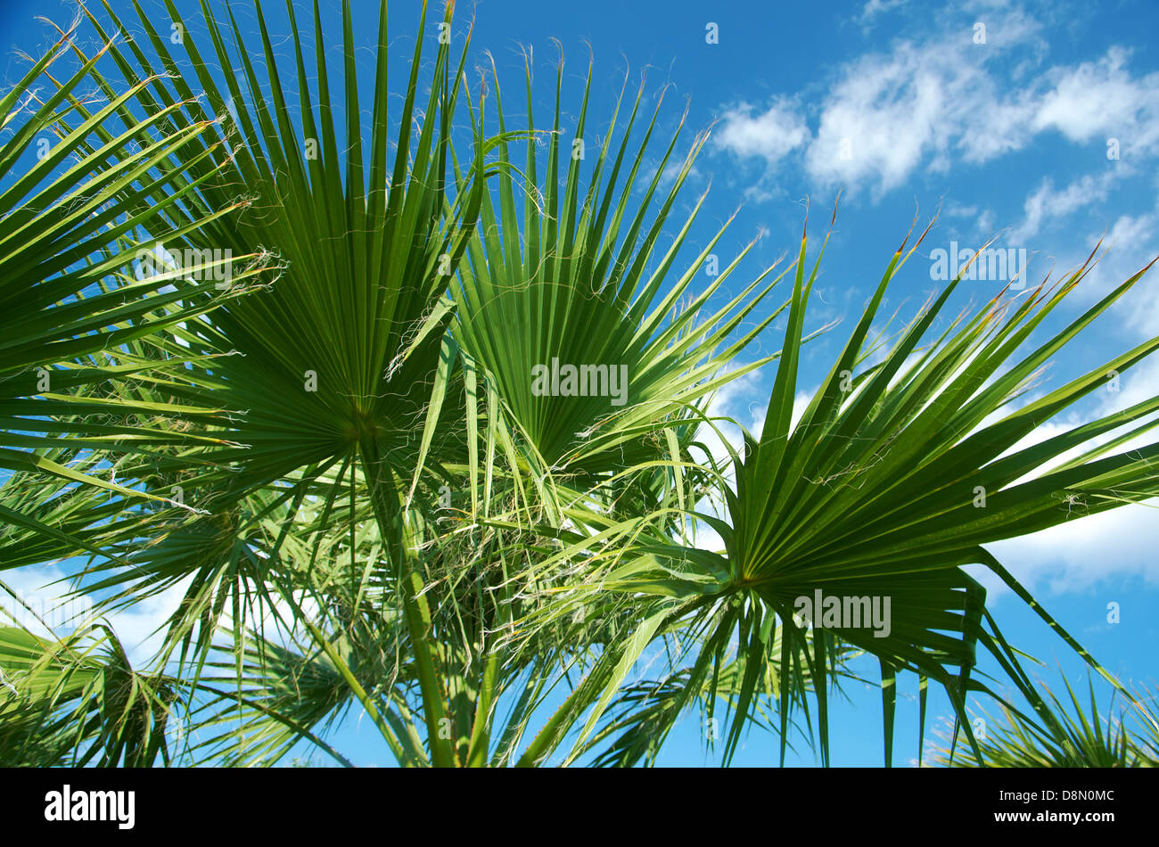 Beauty palm-trees in Antalya Stock Photo - Alamy