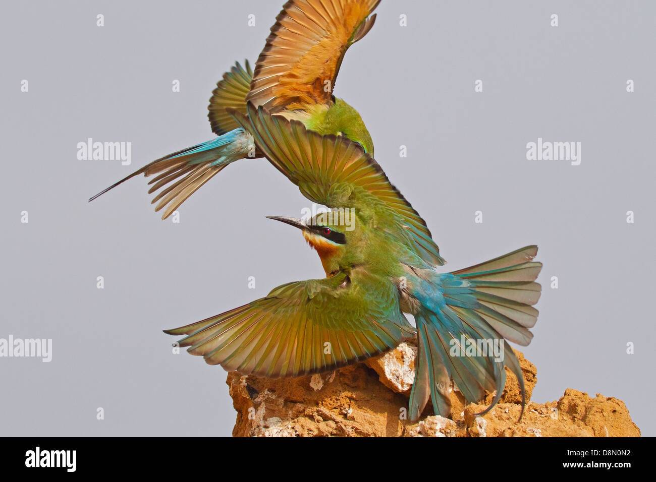 Blue-tailed Bee-eaters (Merops philippinus) fighting Stock Photo - Alamy
