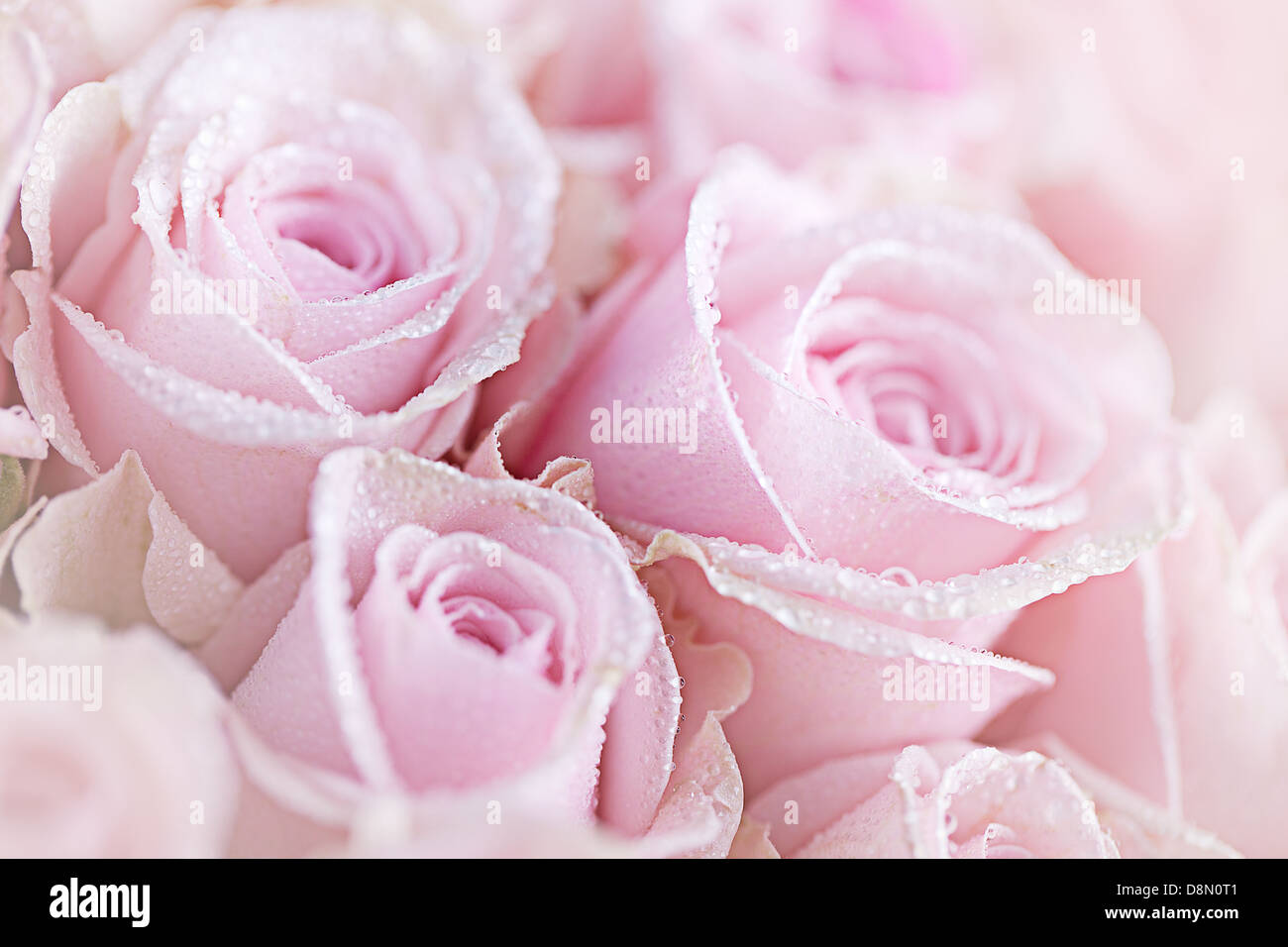 Pink Roses with Dew Stock Photo - Alamy