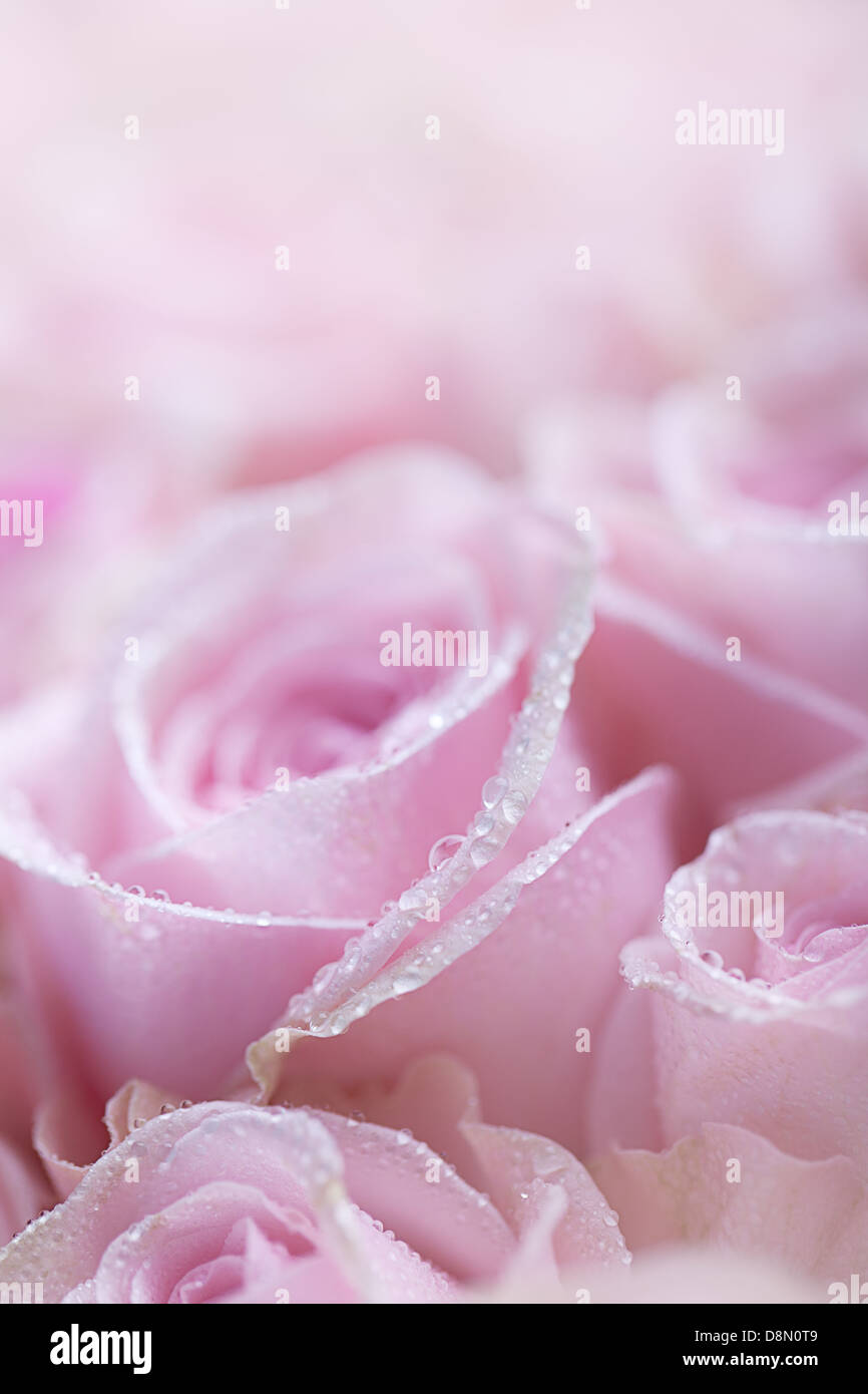 Pink Roses with Dew Stock Photo - Alamy