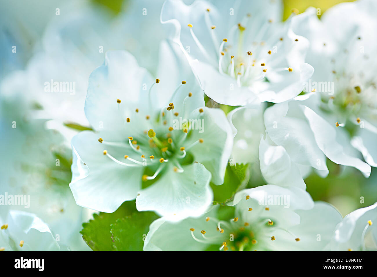Apple Blossoms in Spring Stock Photo - Alamy