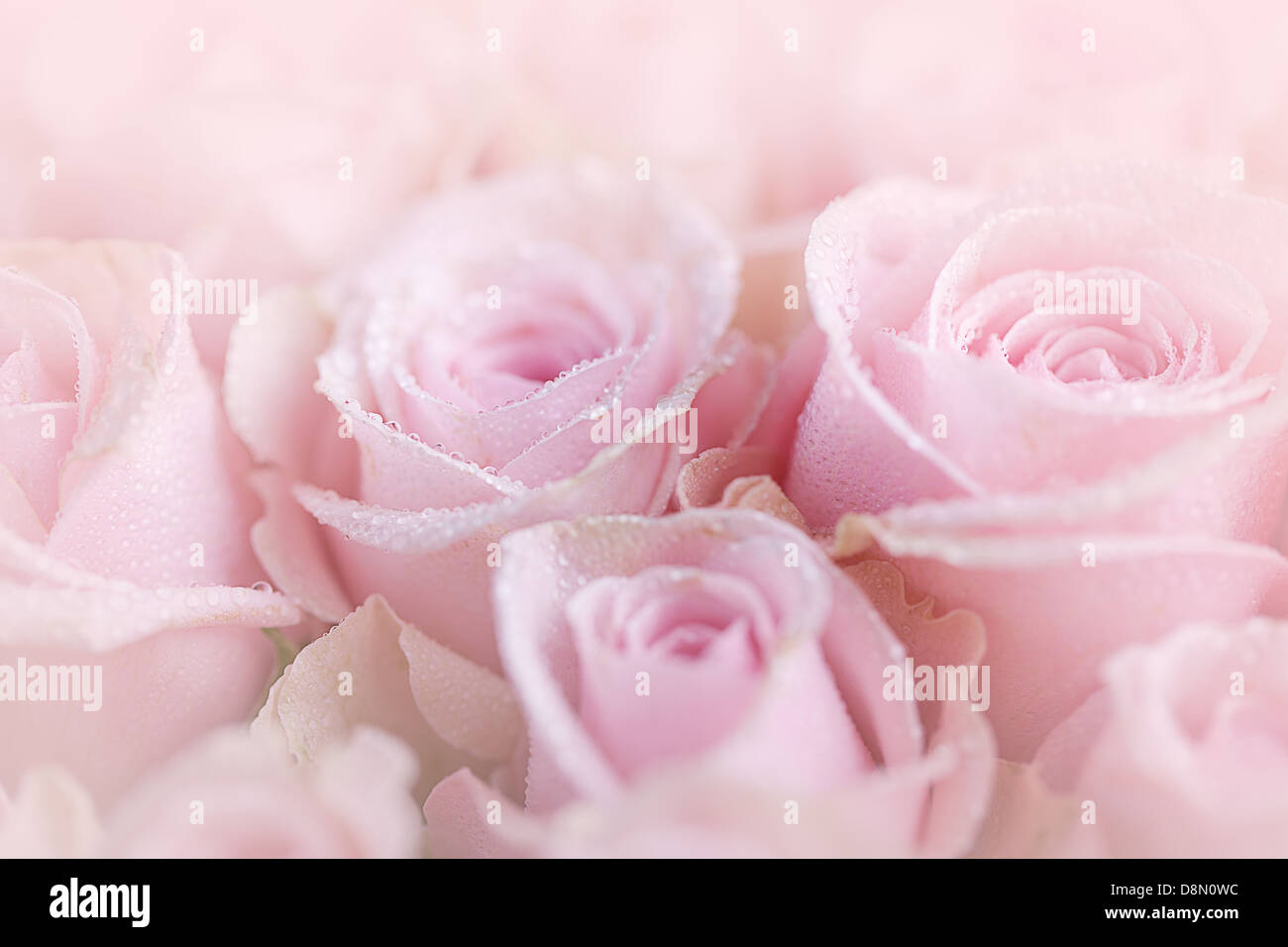 Pink Roses with Dew Stock Photo - Alamy