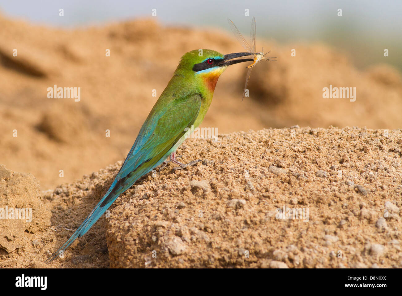 Blue-tailed Bee-eaters (Merops philippinus Stock Photo - Alamy