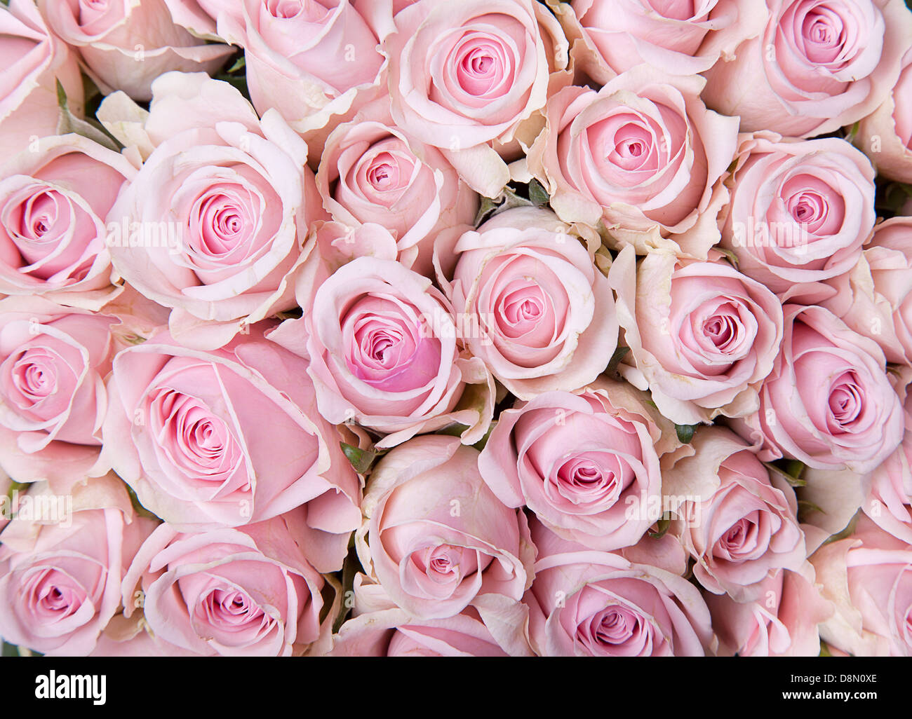 Pink Roses with Dew Stock Photo - Alamy