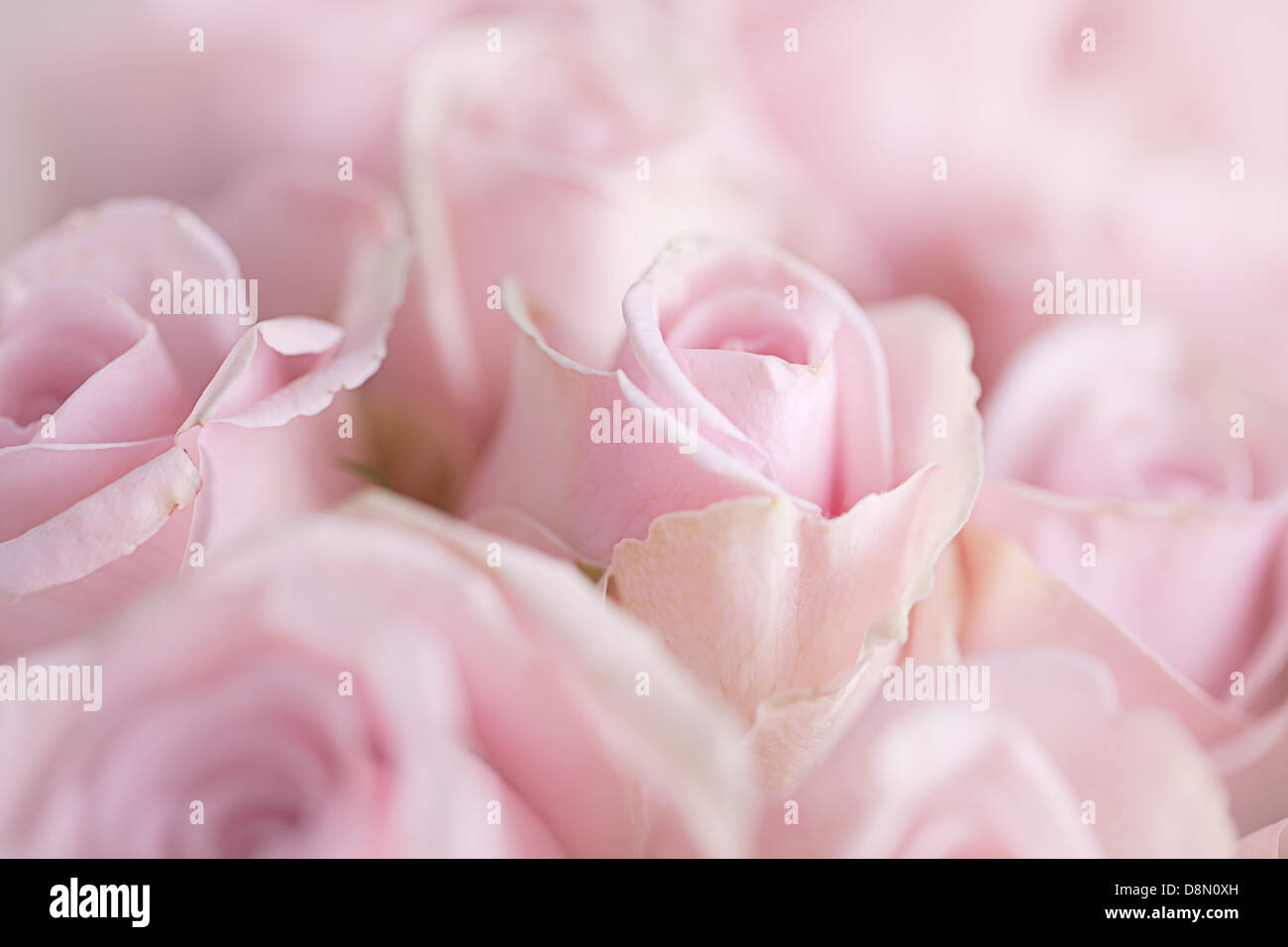 Pink Roses with Dew Stock Photo - Alamy