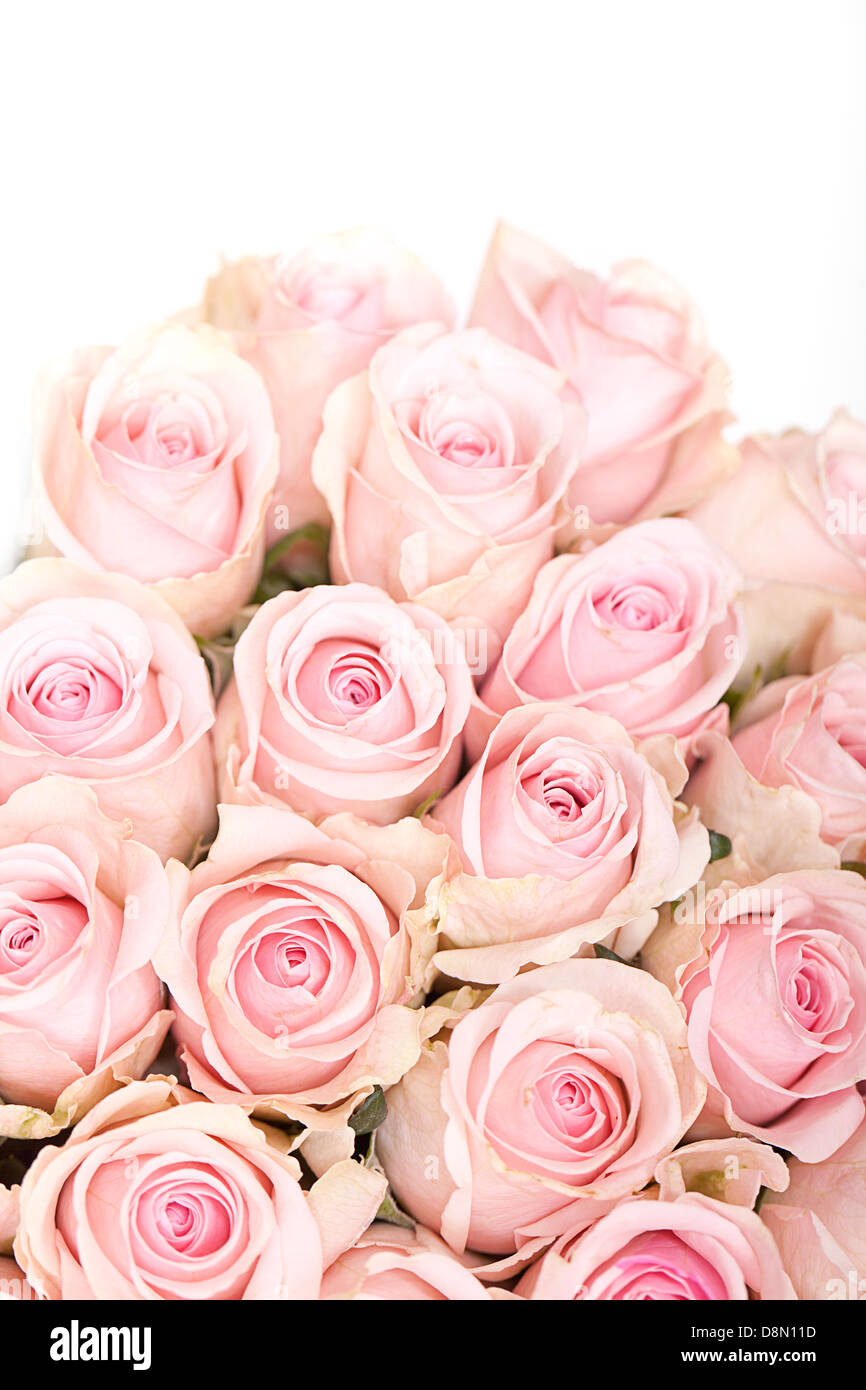 Pink Roses with Dew Stock Photo - Alamy