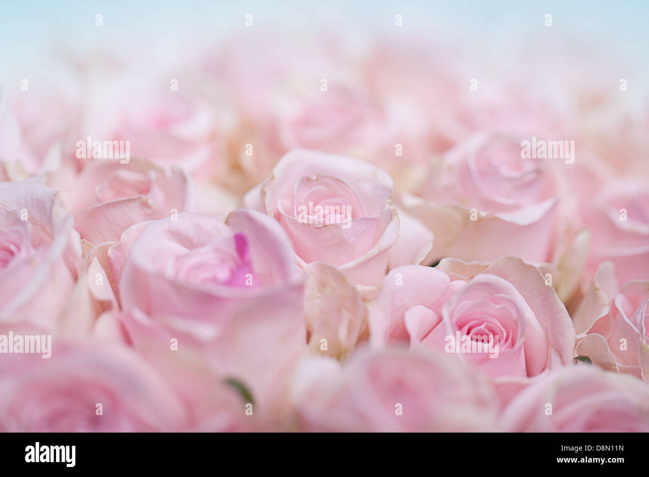 Pink Roses with Dew Stock Photo - Alamy