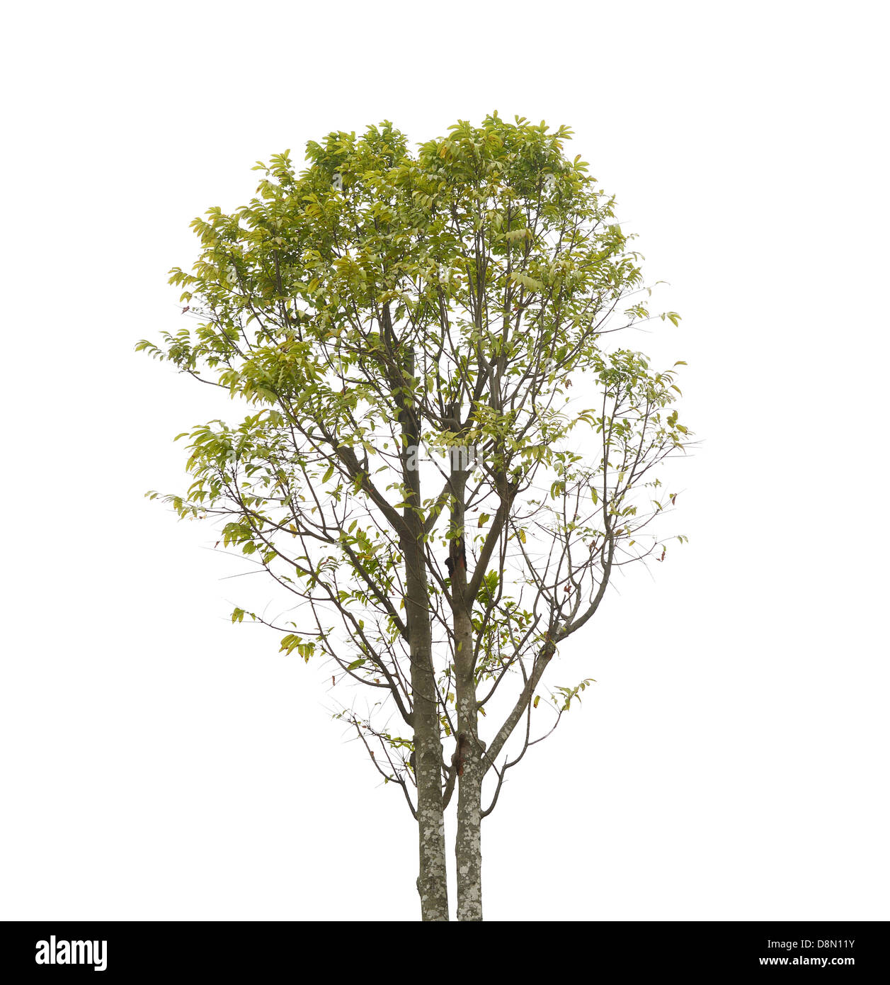 Green trees isolated on white Stock Photo - Alamy